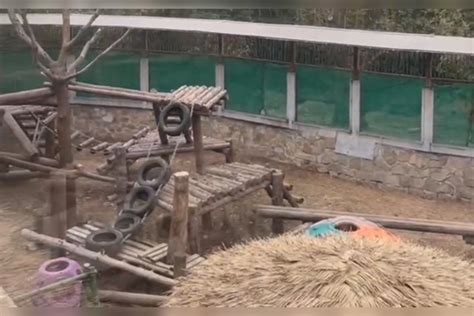 实探工作人员为丫丫改建住所回国后将住进妈妈以前的家