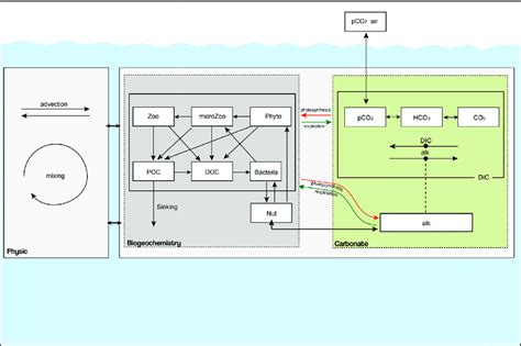 Scheme Of The Coupled Biogeochemical Flux Model Bfm And The Carbonate Download Scientific