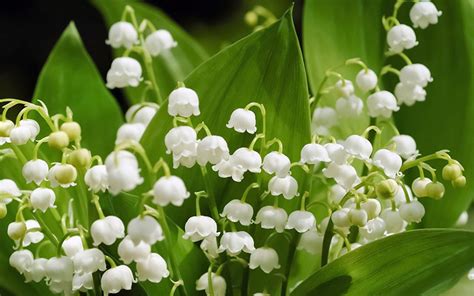 Hoa Linh Lan C Ngh A G Gi B N V H Nh Nh Hoa Linh Lan P Nh T