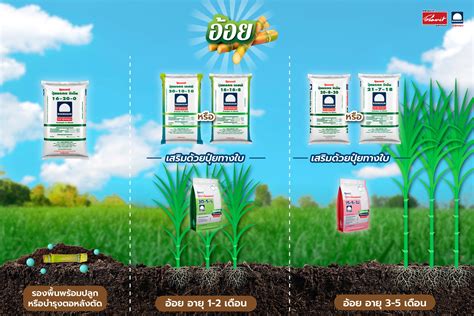 รวยลั่นทุ่งรุ่งอรุณ 🌱สูตรเด็ดอ้อยตอ อ้อยปลูกใหม่🌱 🌱ระยะรองพื้นพร้อมปลูก หรือบำรุงอ้อยตอหลังตัด