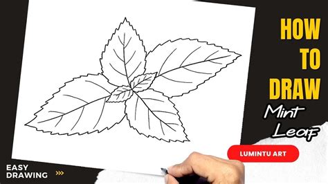 How To Draw Mint Leaf