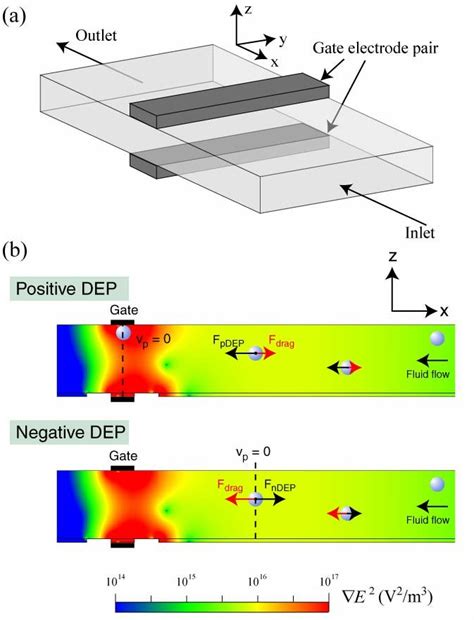 A Schematic Of A Dielectrophoretic Gate Consisting Of Two Electrodes Download Scientific