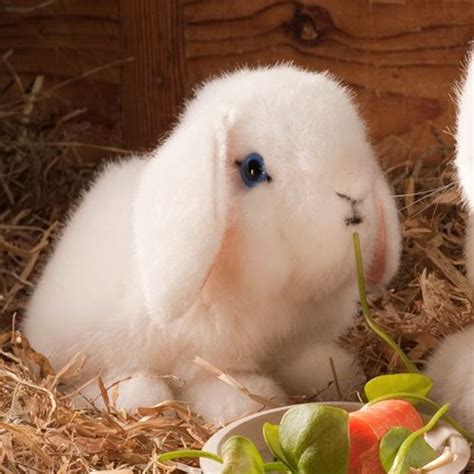 White Mini Lop Rabbit