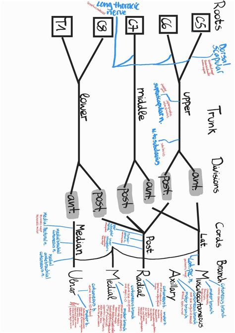 How To Draw The Brachial Plexus Artofit