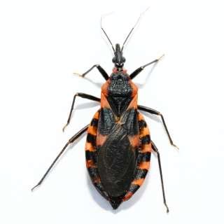 Foodborne Chagas Disease Causes Severe Symptoms And May Be More Common
