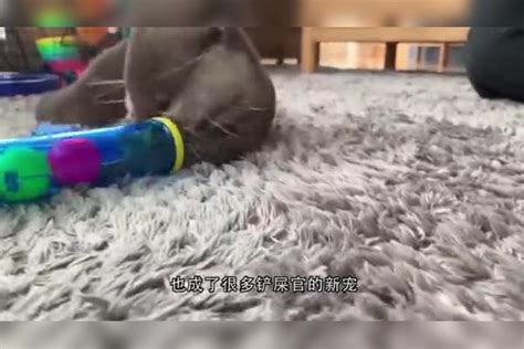 戏精铲屎官倒地装死两只水獭看到后反应太逗了