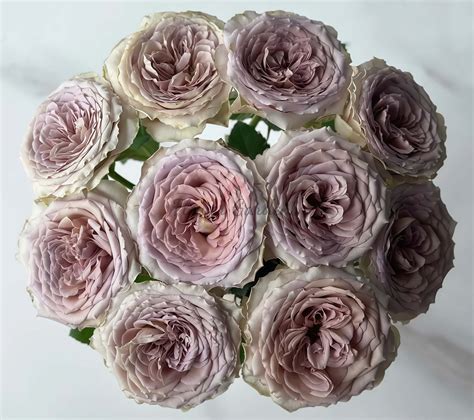 Bailey Rose Plant Dutch Rose