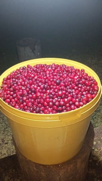 Продам клюкву завтра поеду в Валдай кому надо пишите в личные сообщения привезу доставка