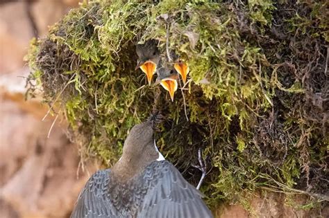 All 13 Types Of Bird Nests With 30 Species Examples