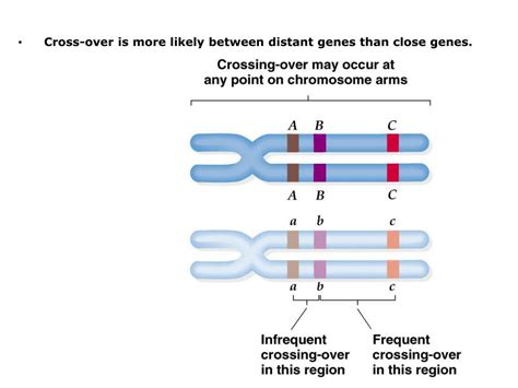 Ppt Chapters 14 Genetic Mapping In Eukaryotes Discovery Of