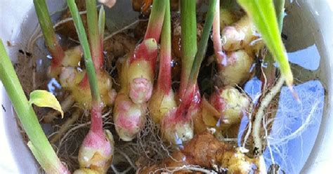 Как вырастить имбирь