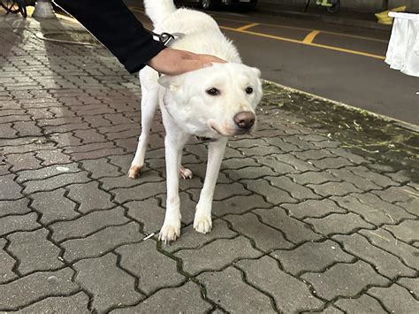 진도믹스 구름 말티폼키우는방법 보더콜리키우는방법 프렌치불독키우는방법 빠삐용키우는방법 파피용키우는방법 사모예드키우는방법 스피츠키우는방법 시바견키우는방법 시베리안허스키키우는방법