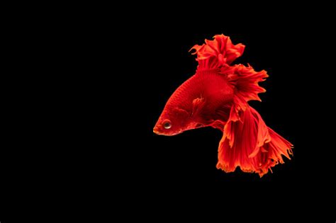 고립 된 검은 배경에 태국에서 물고기를 싸우는 하프문 베타 복사 공간이있는 붉은 샴 베타 물고기의 아름다운 움직이는 순간