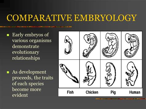 Comparative Embryology Evolution Evidence