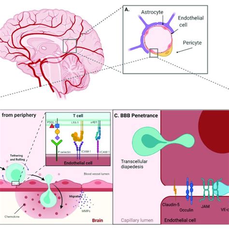 A The Bbb Consists Of Endothelial Cells Held Together By Tight Download Scientific Diagram