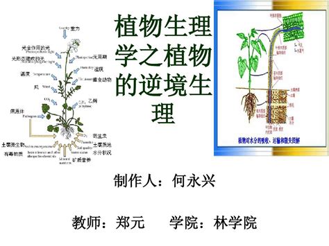 植物生理之逆境生理 word文档在线阅读与下载 免费文档