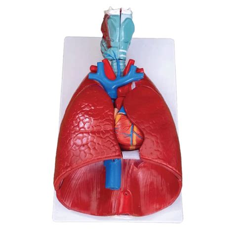 Buy Paashe Respiratory System Model Human Body Model Anatomy Model 7 Larynx Cardiopulmonary