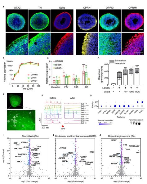 Cellular Responses To Acute Opioid Exposure For 4 Hours A Gene Download Scientific Diagram