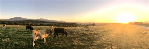 how it works checkbox