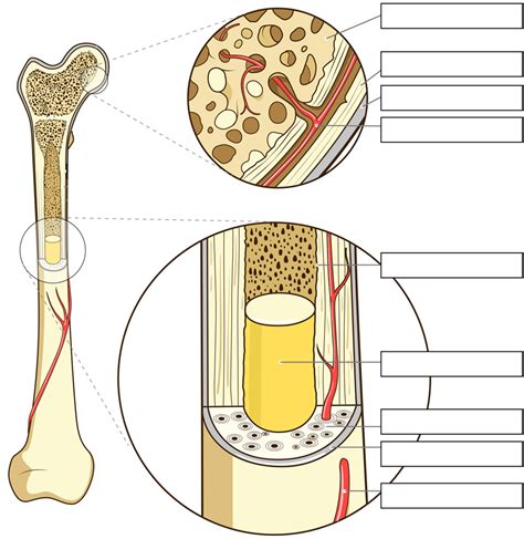 Label The Structure Of The Bone