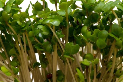 The Science Behind Sulforaphane Fourhealth Nz