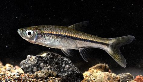 Rasbora Argyrotaenia Wikipedia Bahasa Indonesia Ensiklopedia Bebas
