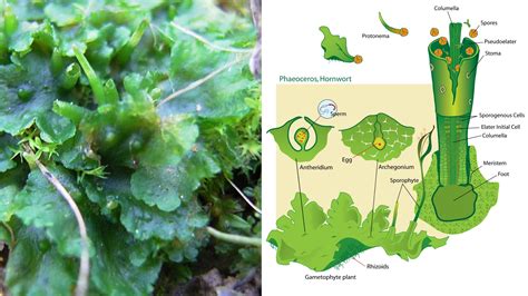 Hornworts Diagram Ceratophyllum Echinatum Spineless Hornwort Go