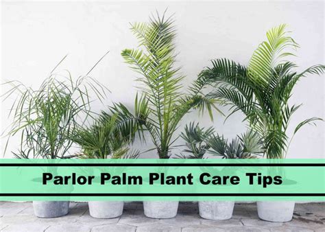 Growing Parlor Palm Houseplant Planting And Care Tips Plants Spark Joy