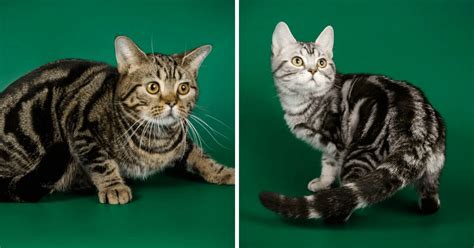 Feline 411 All About American Shorthair Cats