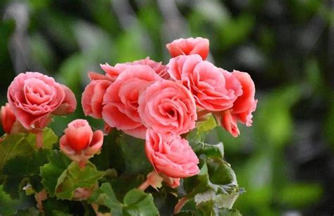 再喜欢也不能养家里的6种花，老花匠也难养好，新手花友慎养