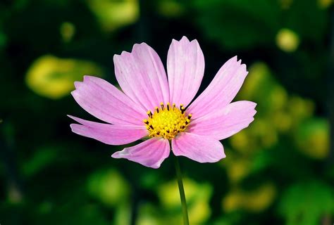 코스모스 꽃 핑크 Pixabay의 무료 사진 Pixabay