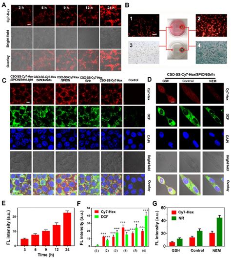 Cell Uptake Dcfh Da Assay And Intracellular Drug Release Of Complex