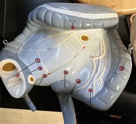 Colon Diagram Quizlet