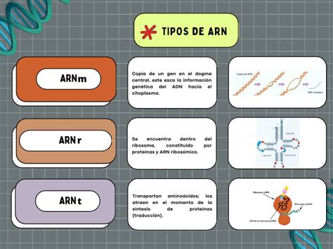 Tipos De Arn Pdf