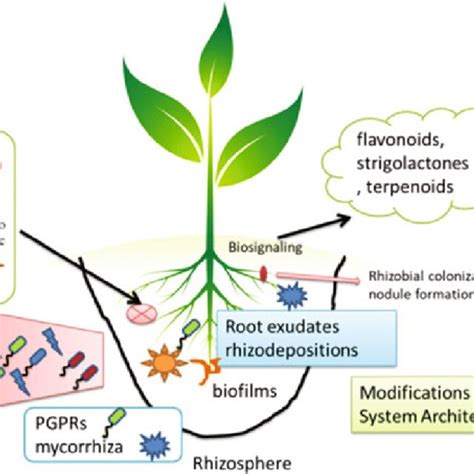 Pdf Root System Architecture And Phenotyping For Improved Resource
