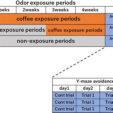 Time Schedule Of Repeated Coffee Odor Exposure Experiments After 2 Or 4
