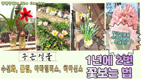 구근식물 꽃 일년에 두번 보는 방법 아마릴리스 수선화 튤립 히아신스수경재배 Amaryllis Hydroponics YouTube
