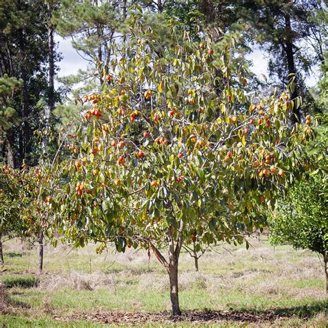 American Persimmon Tree From How Sweet It Is Shop Now