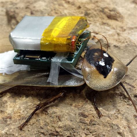 Mosquito Sized Drones