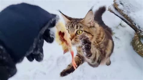 Сова Ёль не пригласила кошку Морошку на завтрак она сама пришла Youtube