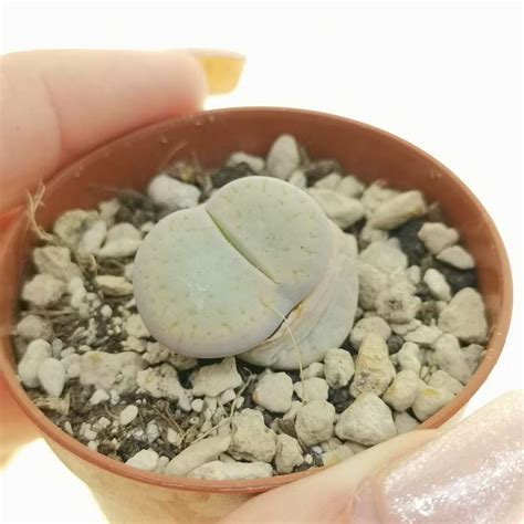 Lithops Pseudotruncatella Subs Archerae C306 55 Cm Aizoaceae