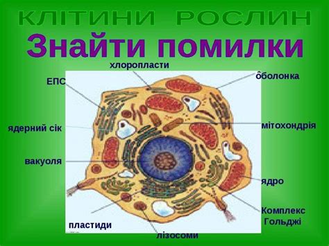 Будова рослинної та тваринної клітини 6 клас презентация онлайн