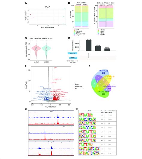 Assay For Transposase Accessible Chromatin With Sequencing Atacseq