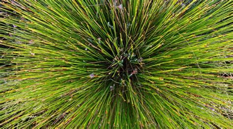 21 Best Ornamental Grasses For Full Sun