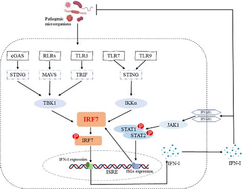 Figure 1 From Interferon Regulatory Factor 7 In Inflammation Cancer