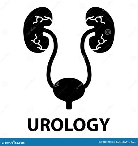 Urology Health Human Icon Anatomy Medical Body Bladder Sign Biology Vector Illustration Stock