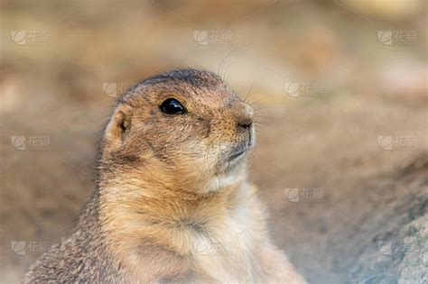 黑尾草原土拨鼠特写
