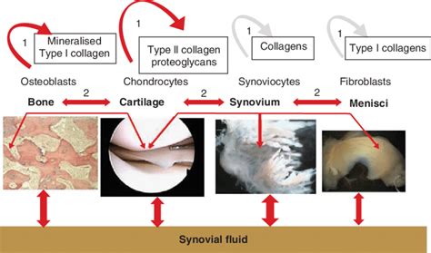 Dynamic Reciprocity Applying Dynamic Reciprocity In An Intra Articular