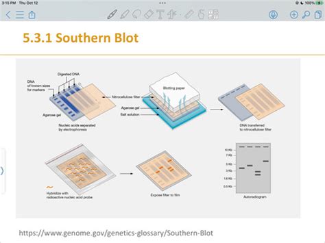 Ch5 Analysis And Characterization Of Nucleic Acids And Proteins Type Of Nucleic Acid