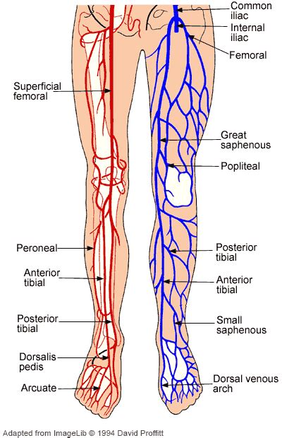 Arteries Of The Lower Limb Anatomy Bony Pelvis And Lower Limb